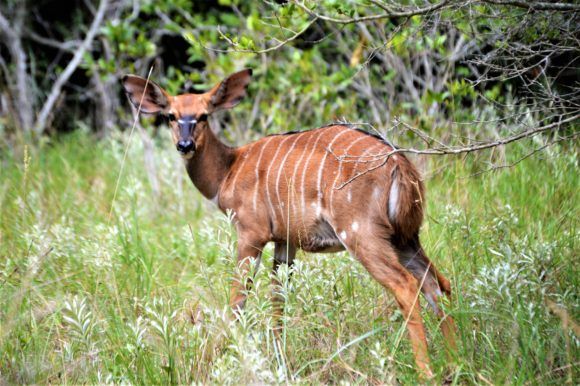 RESERVA ESPECIAL DE MAPUTO – ESCAPADA 1 DIA. | Dugongo Viagens