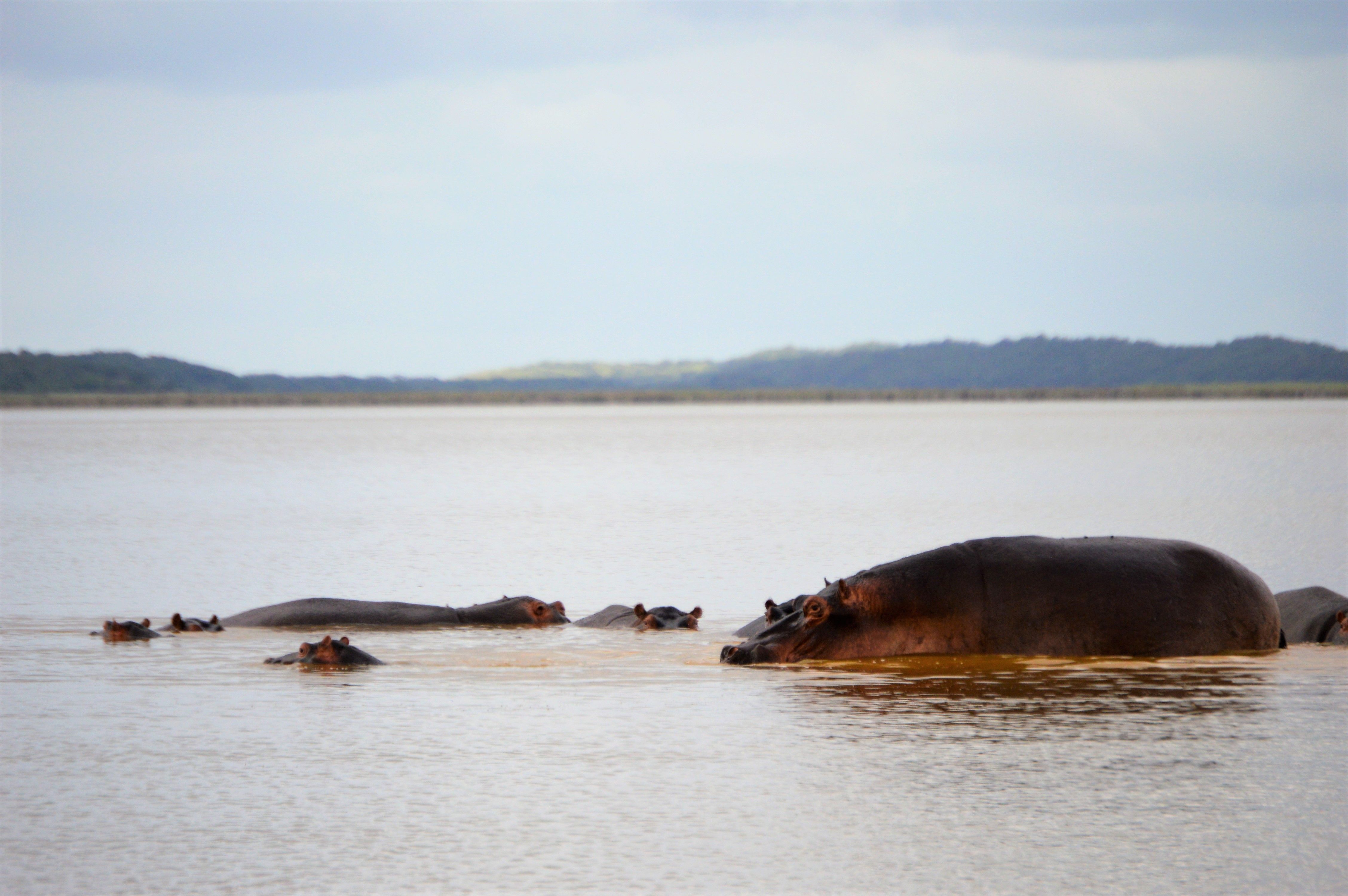 RESERVA ESPECIAL DE MAPUTO – ESCAPADA 1 DIA. | Dugongo Viagens
