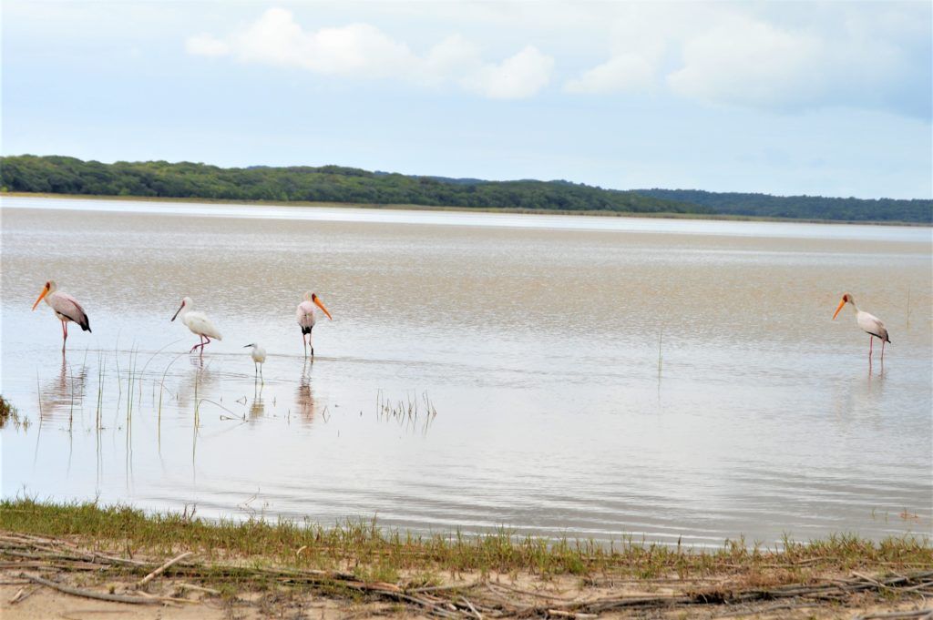 RESERVA ESPECIAL DE MAPUTO – 2 NOCHES Y 3 DIAS | Dugongo Viagens